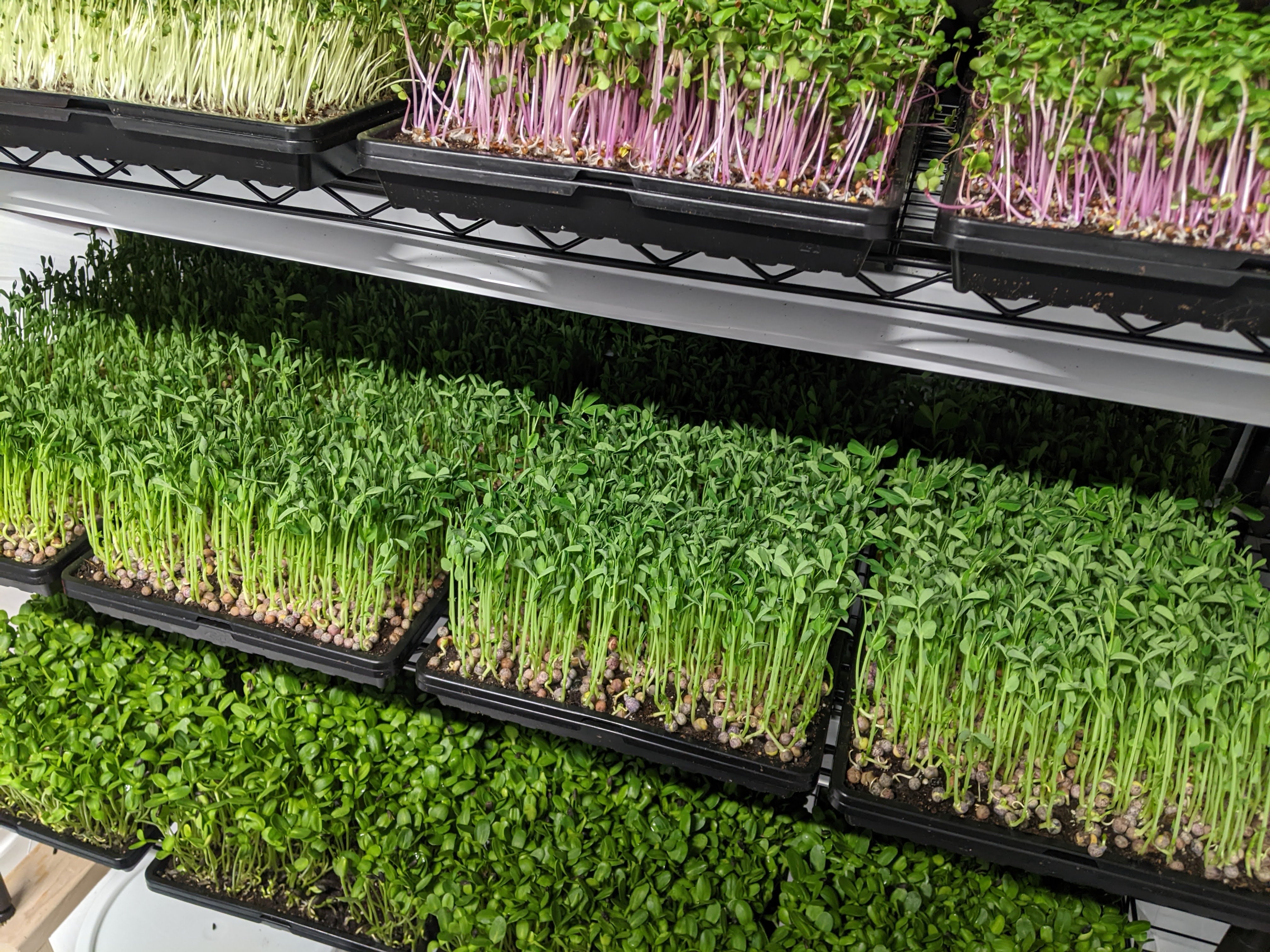 Wholesale – Better Boat Farms